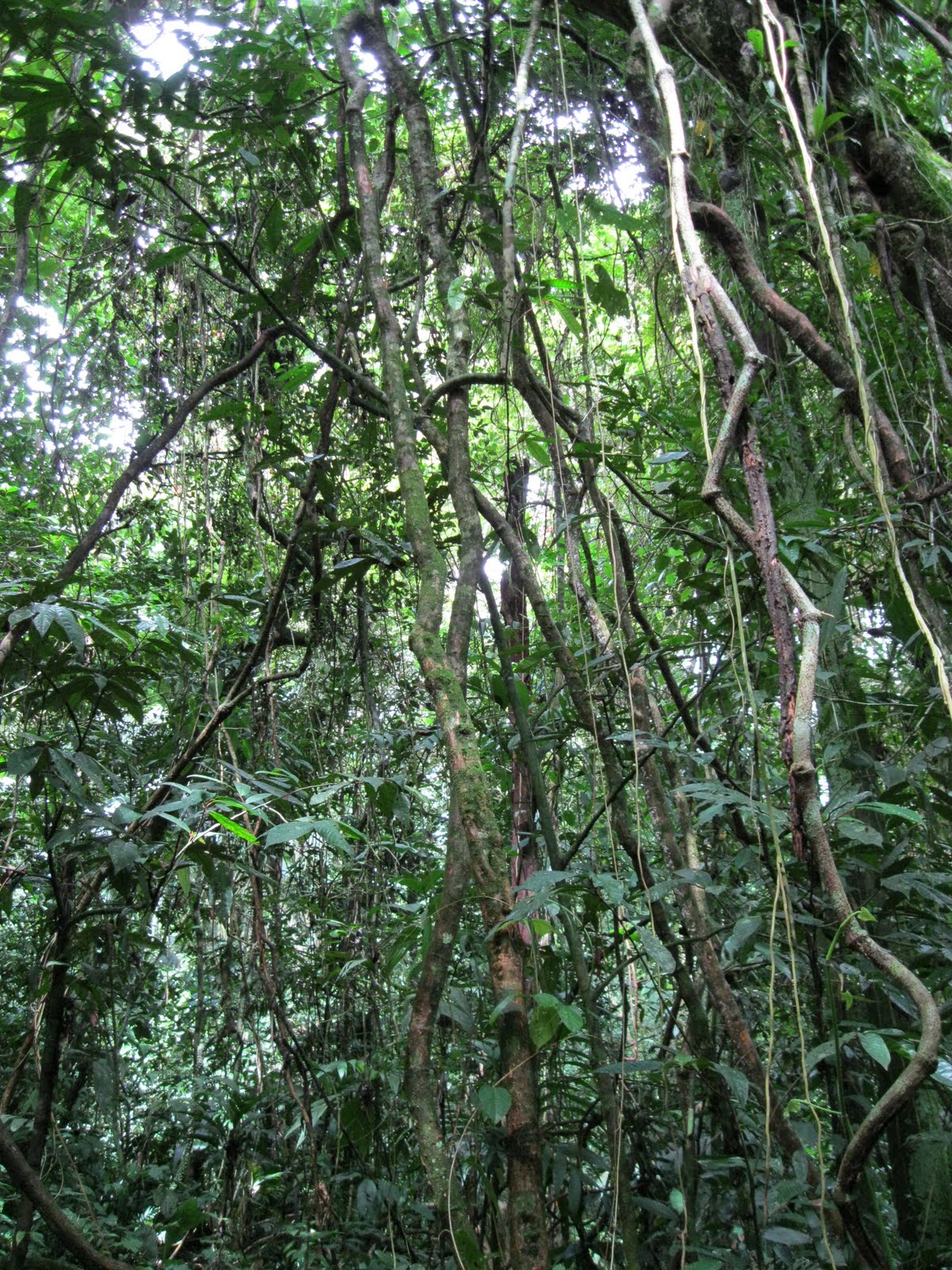 The Phytophactor: Rainforest Field Trip - Lianas