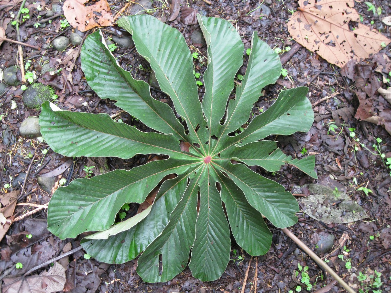 The Phytophactor: Tropical peltate leaves