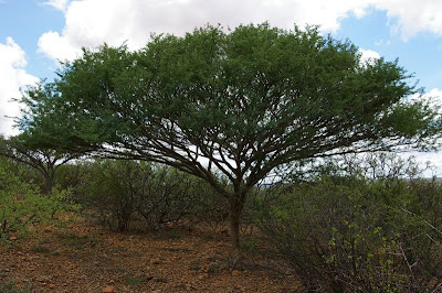 Somali Trees - SomaliNet Forums
