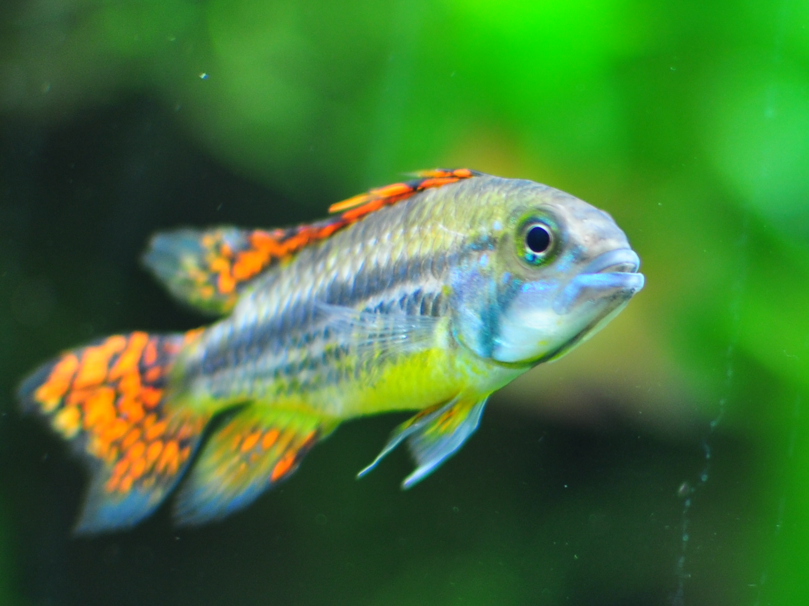 Aquarium - feel the nature at home: Nauji Gyventojai Apistogramma ...