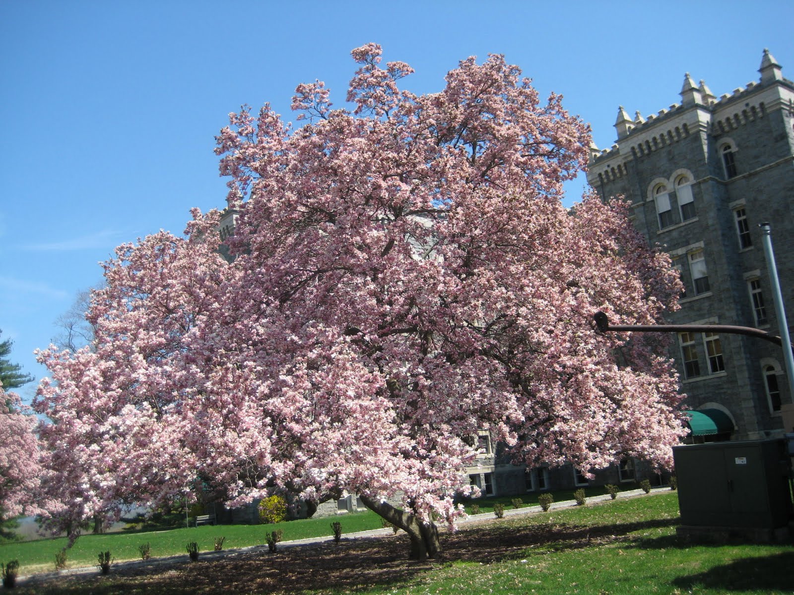 The New Liberties Birder: MARVELOUS MAGNOLIAS OF THE MOUNT