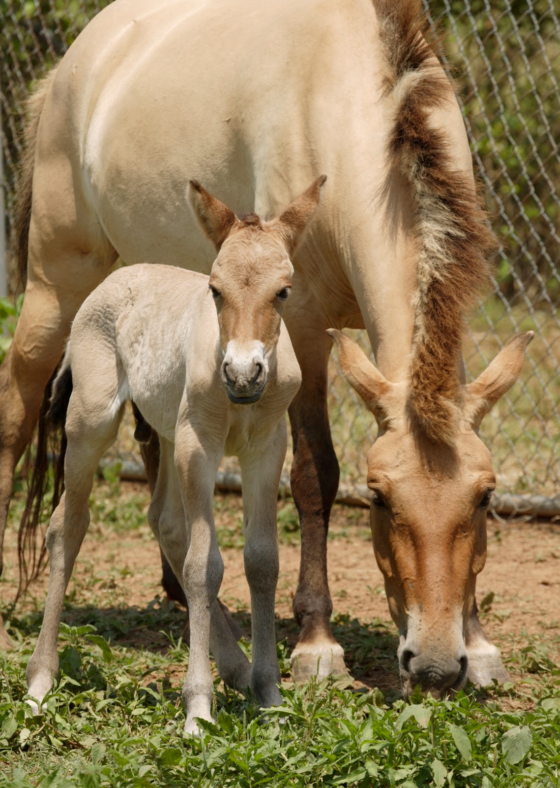 Przewalski's Horse