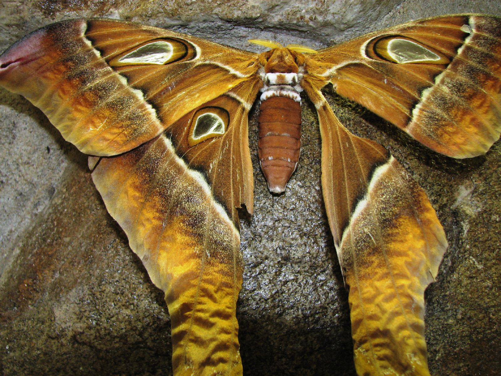 Hercules Moth