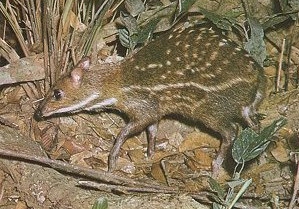 Water Chevrotain