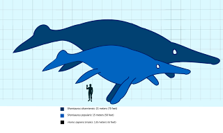 Animal A Day!: Shonisaurus