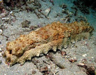 Sea Cucumber