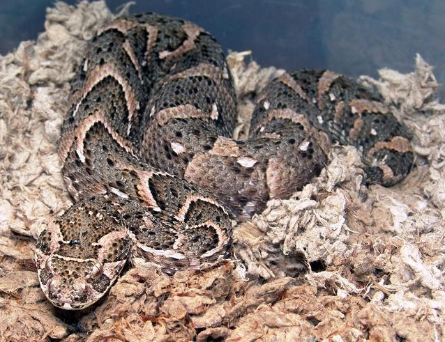 Puff Adder