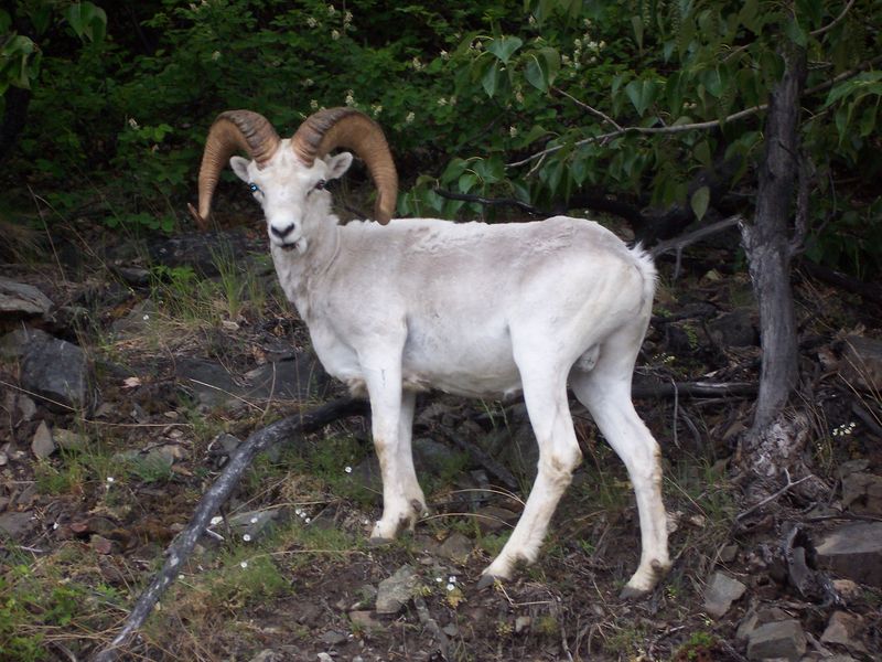 Dall Sheep