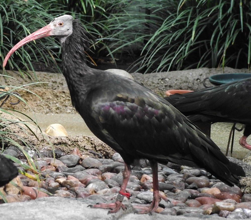 Northern Bald Ibis