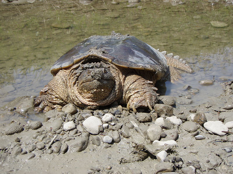 Common Snapping Turtle