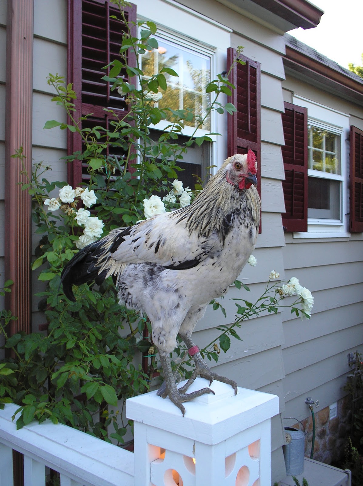 The Style & Design of : DEAN YODER