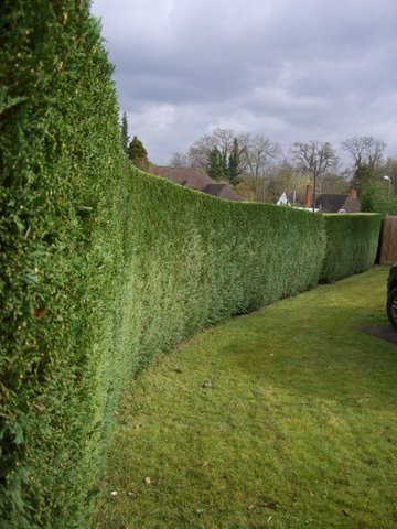 Hedges: A Study