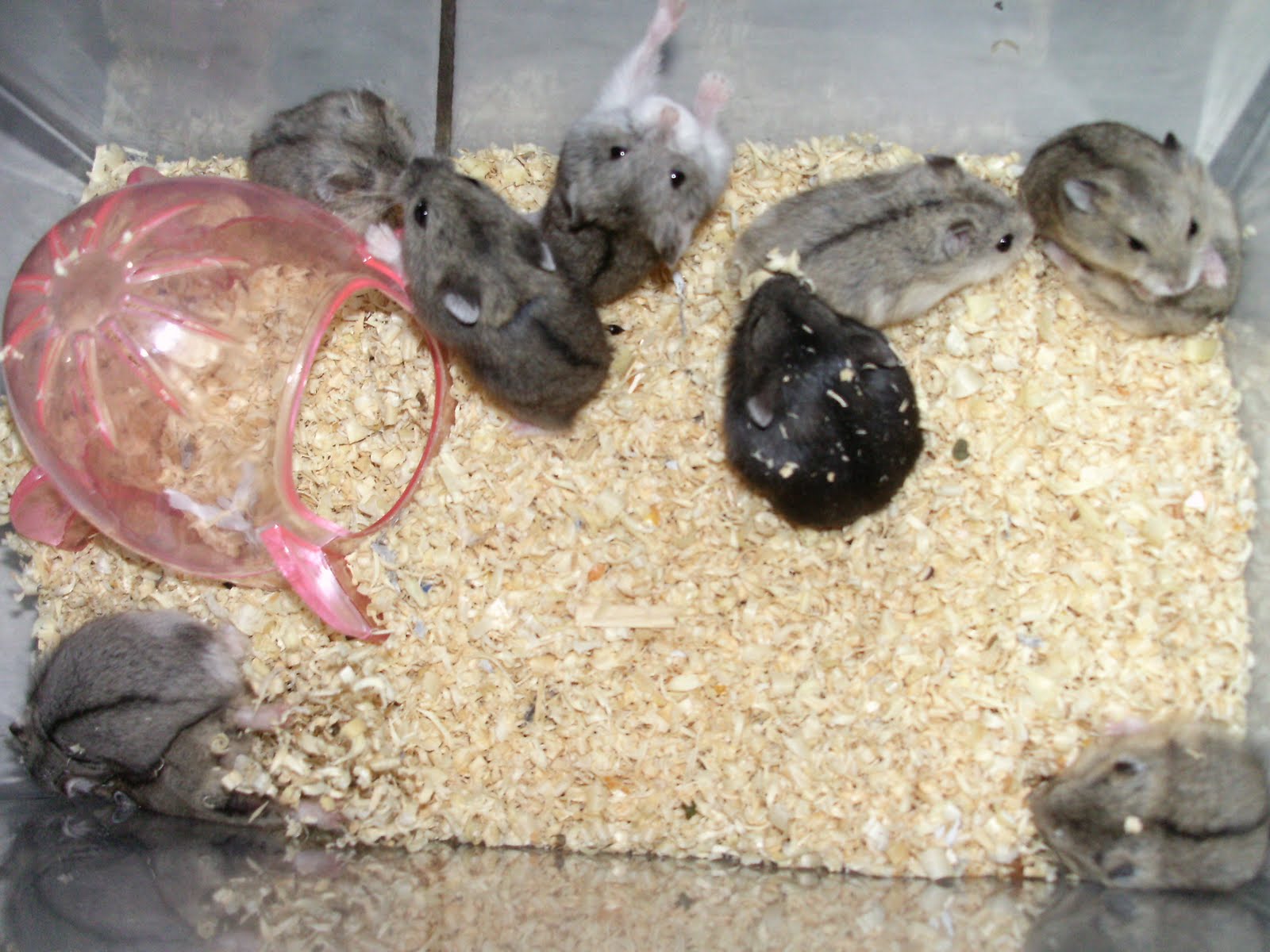 Hammy World: Harga Hamster