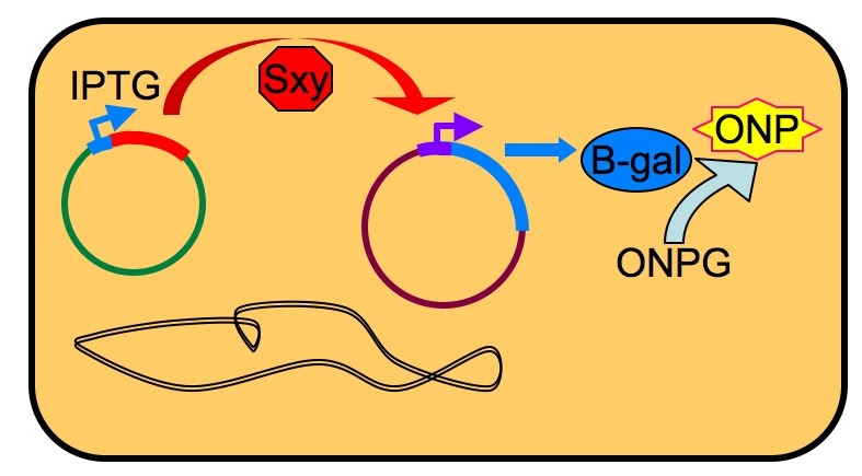 RRResearch: Time course and IPTG dependence