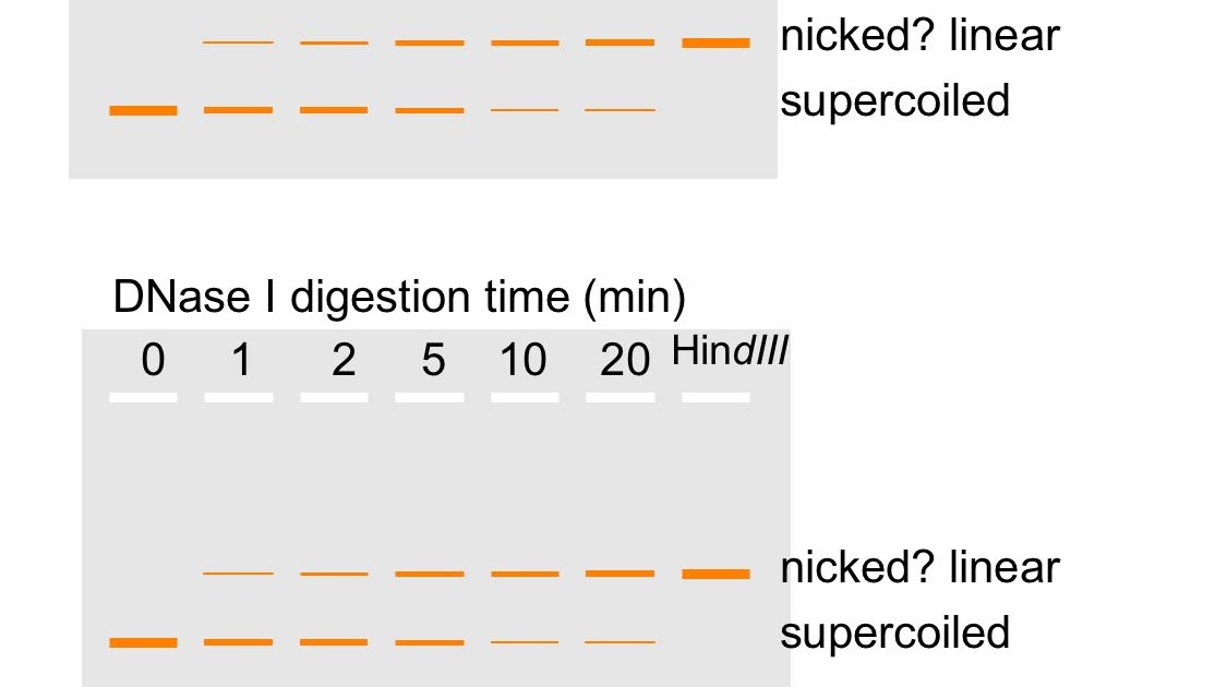 RRResearch: Controlled nicking of supercoiled plasmid DNA