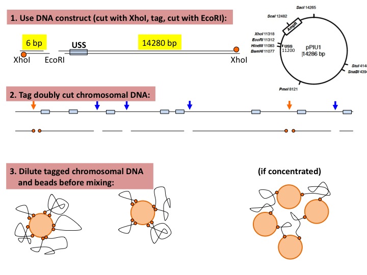 RRResearch: June 2010