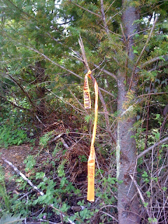 Groveatopia: The ribbons tell the story