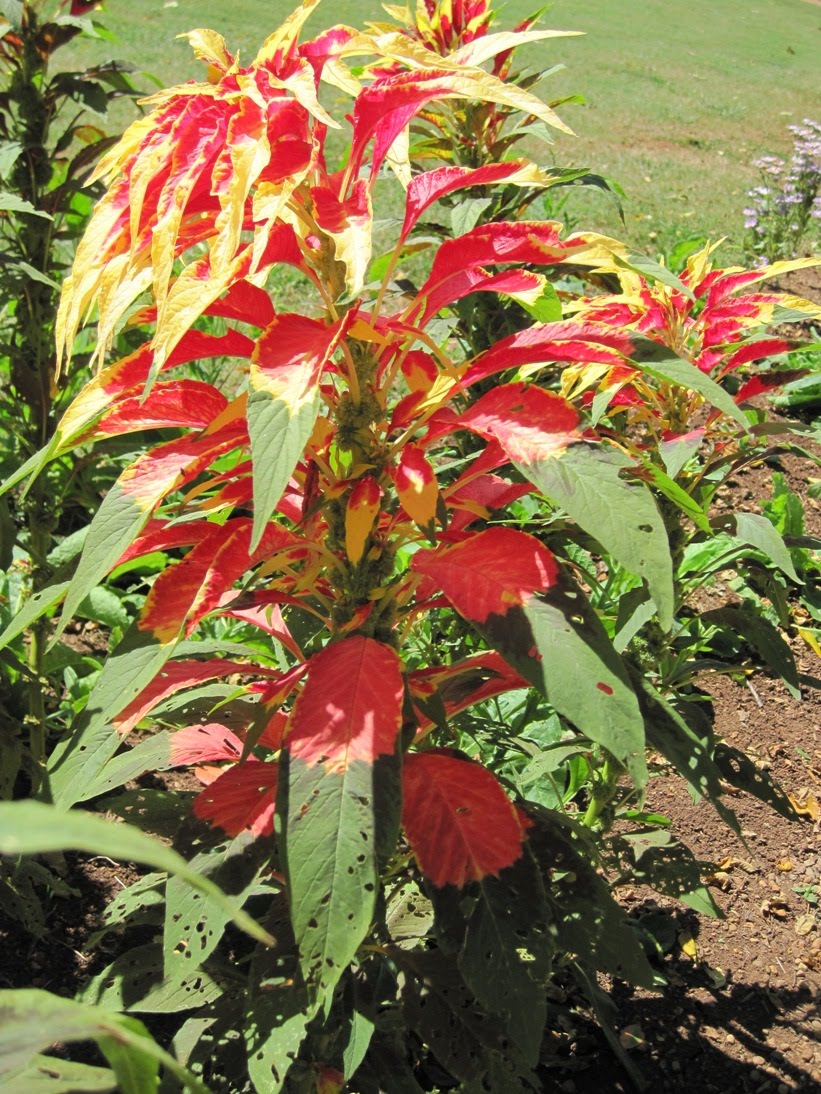 My Simple Life: Joseph's Coat