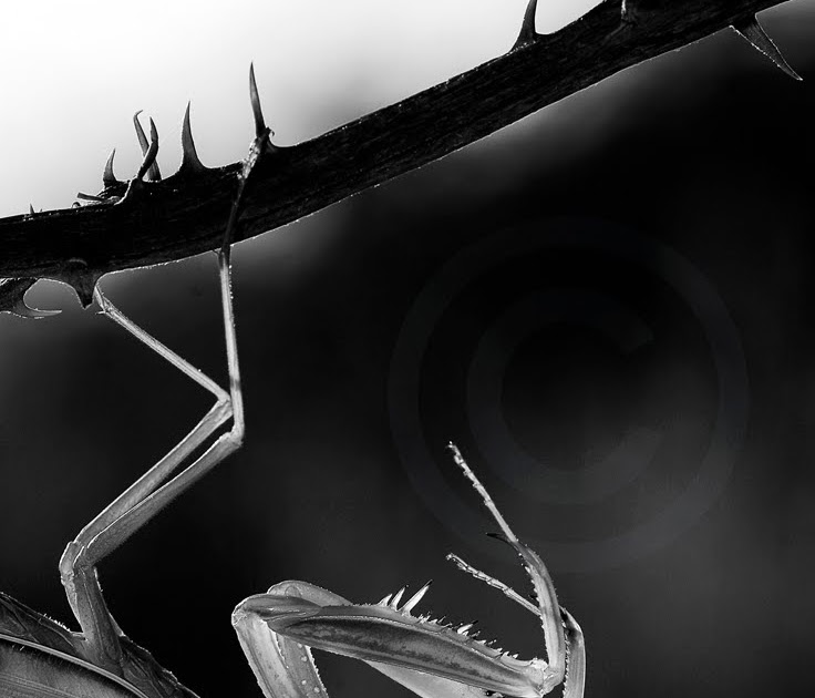 Ciudad-dormida: Mantis religiosa o Santateresa (Mantis religiosa) en ...