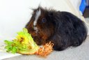 Panda Pig's Peace Sanctuary: Way of the Guinea Pig!: VINNY THE RAPPER!
