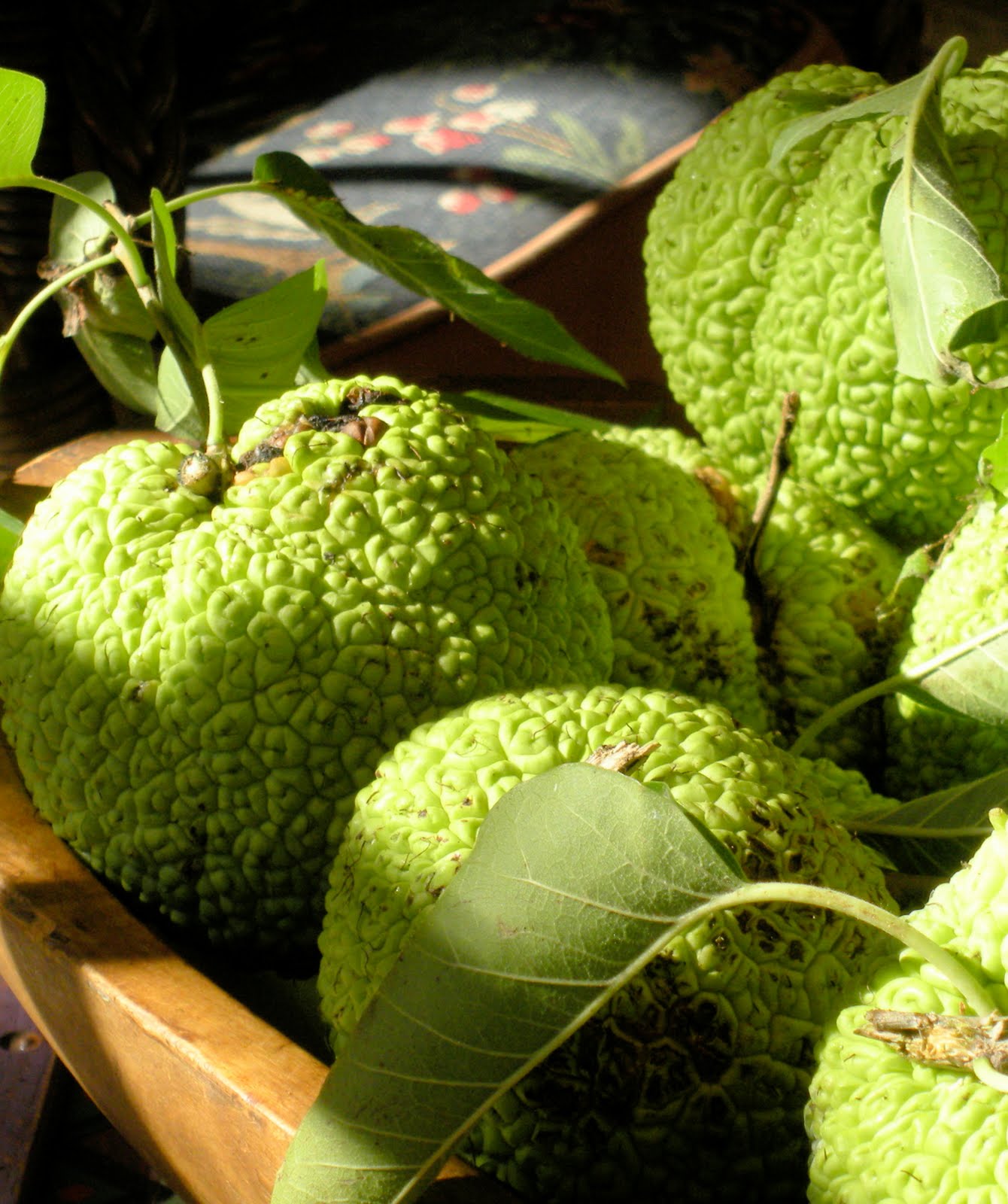 O is for Osage-Orange - HYACINTHS FOR THE SOUL