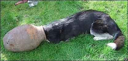 interesting pictures: Foolish Animals