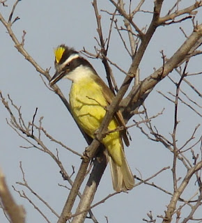 aves de Chacabuco: BICHO FEO.