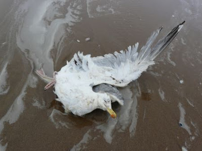 COLIN MATTHEWS: GETTING RID OF SEA GULLS (my way)