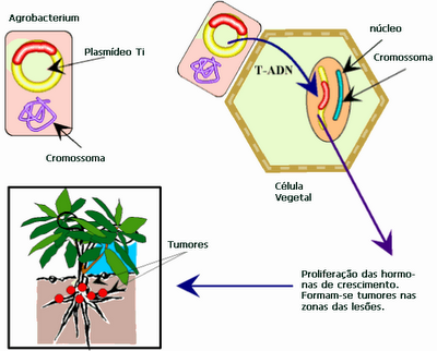 Transgenia 2010: Técnicas e métodos utilizados