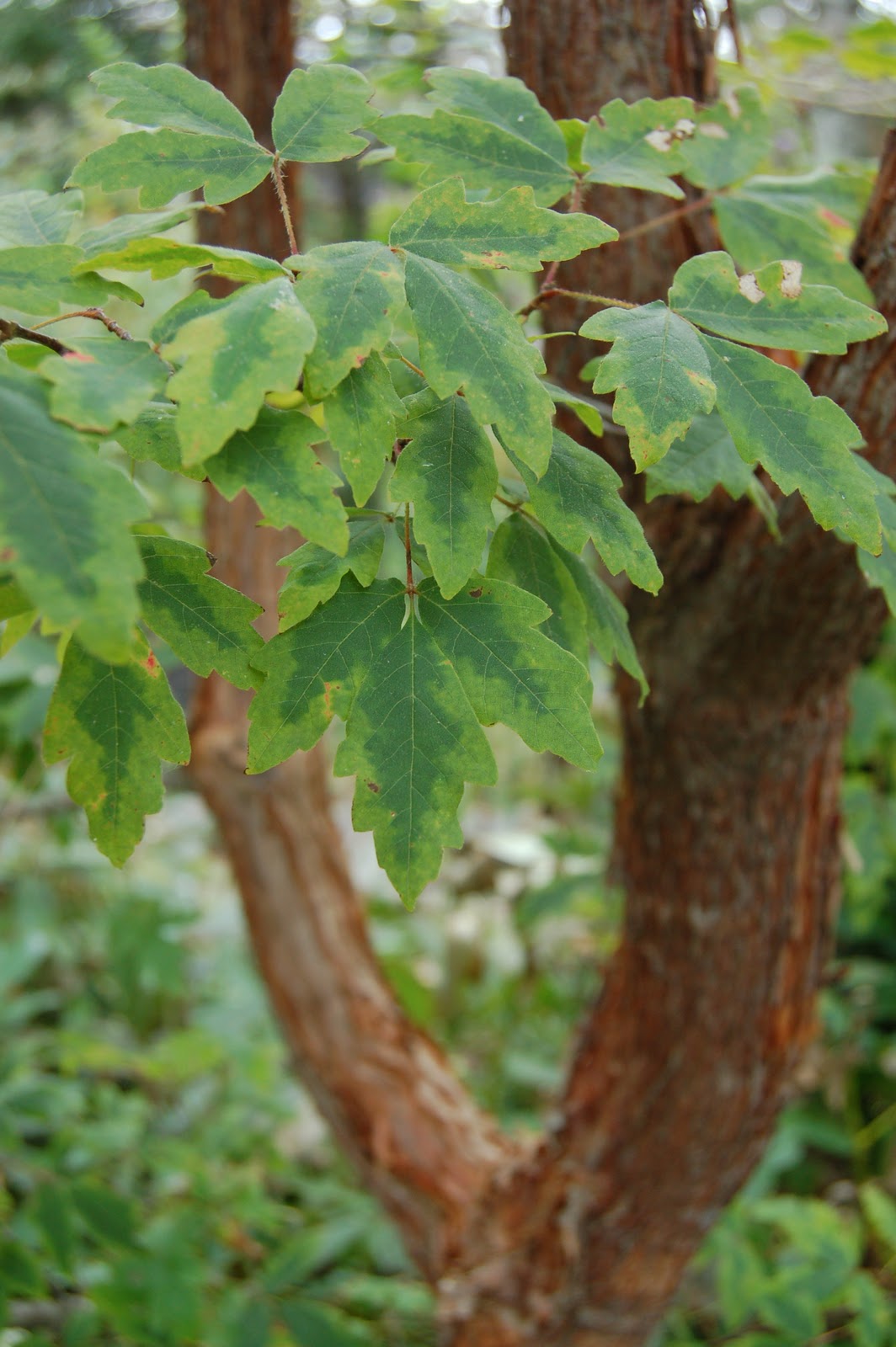 Ocean Breezes: Crazy For Trees