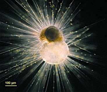Biología y Geología 4º ESO: Foraminíferos actuales