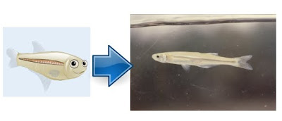 What FishVille Fishes Look In Real Life (My FishVille)