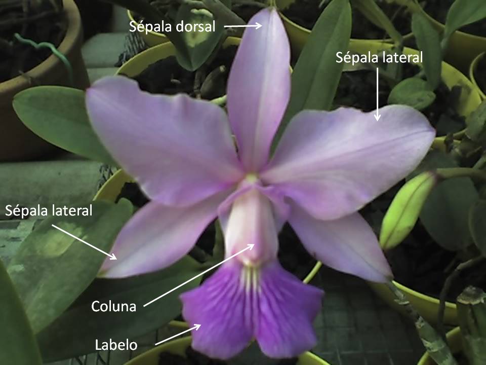 ANATOMIA DA ORQUÍDEA
