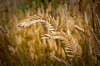 My Christian Diary: The Wheat and the Tares