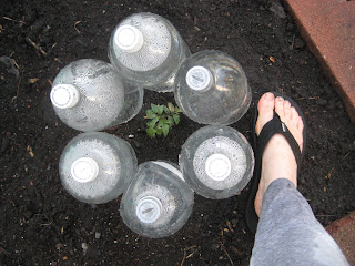 K-Town Homestead: Spring seedling protection