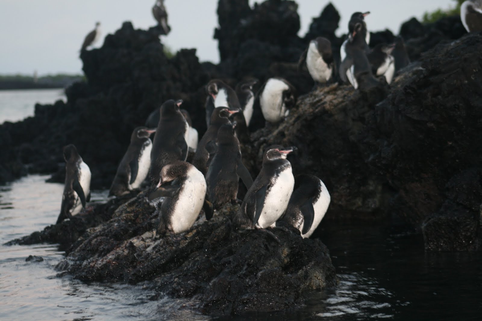 Voyage of the SV Kamaya: The Penguin Race