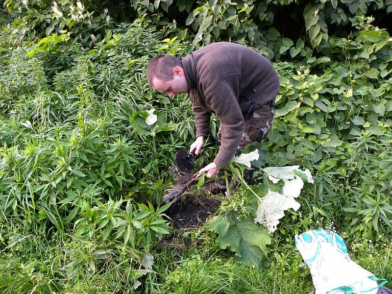 Człowiek w Lesie: Leśna kuchnia - Łopian większy