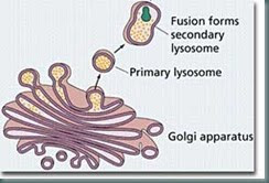 Helmi Sang Visioner: LISOSOM