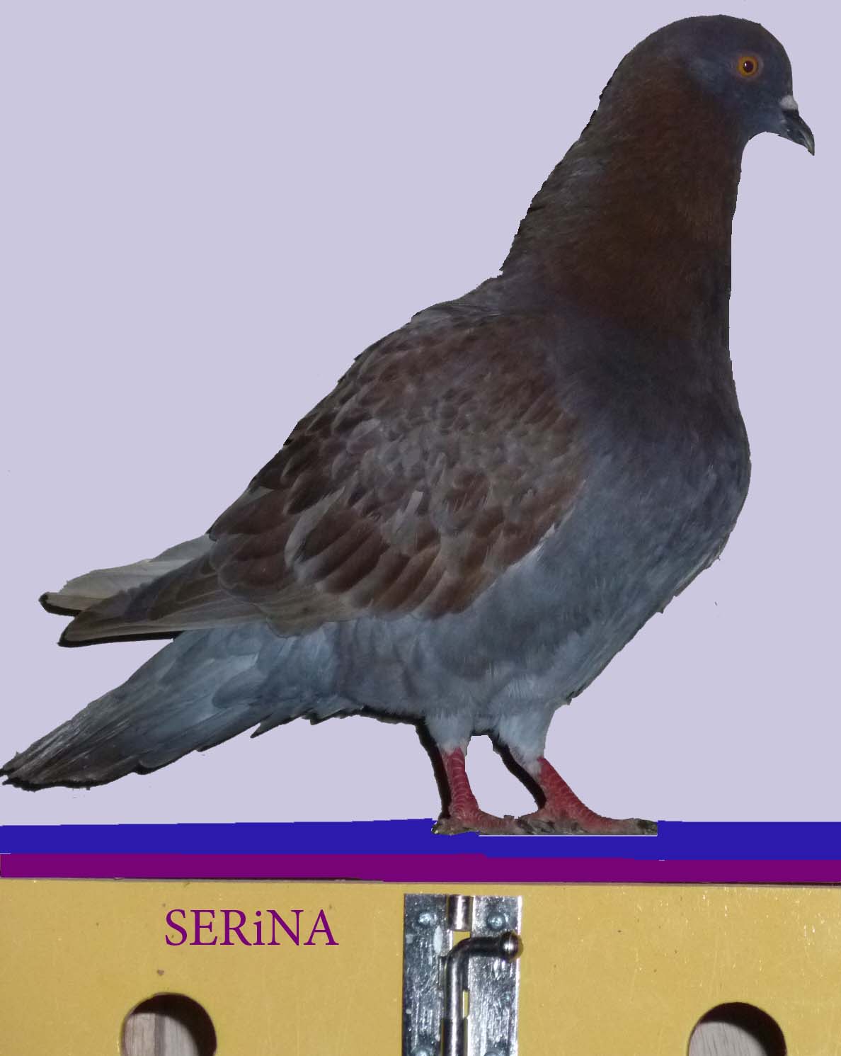 MERPATI BALAP TINGGIAN: SERINA - Merpati Tinggi KOLONG