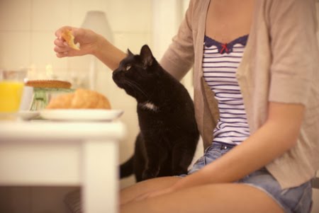 12 Rude Cats Who Ruined Dinner