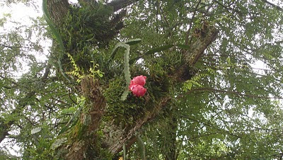 SABOR DE MABOQUE: Pitaia na rua da minha casa