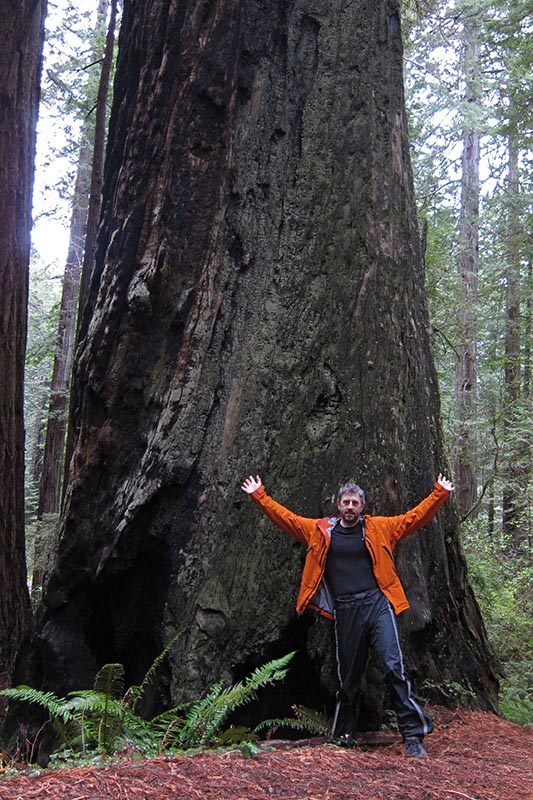 Pedaling and pedaling: Giant trees!