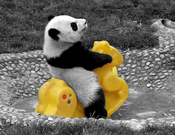 BRYCE.AARON.CALLEIA: panda play