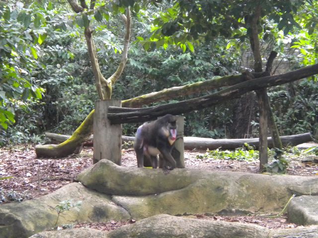 Viagem Incógnita: O Zoo e Sentosa