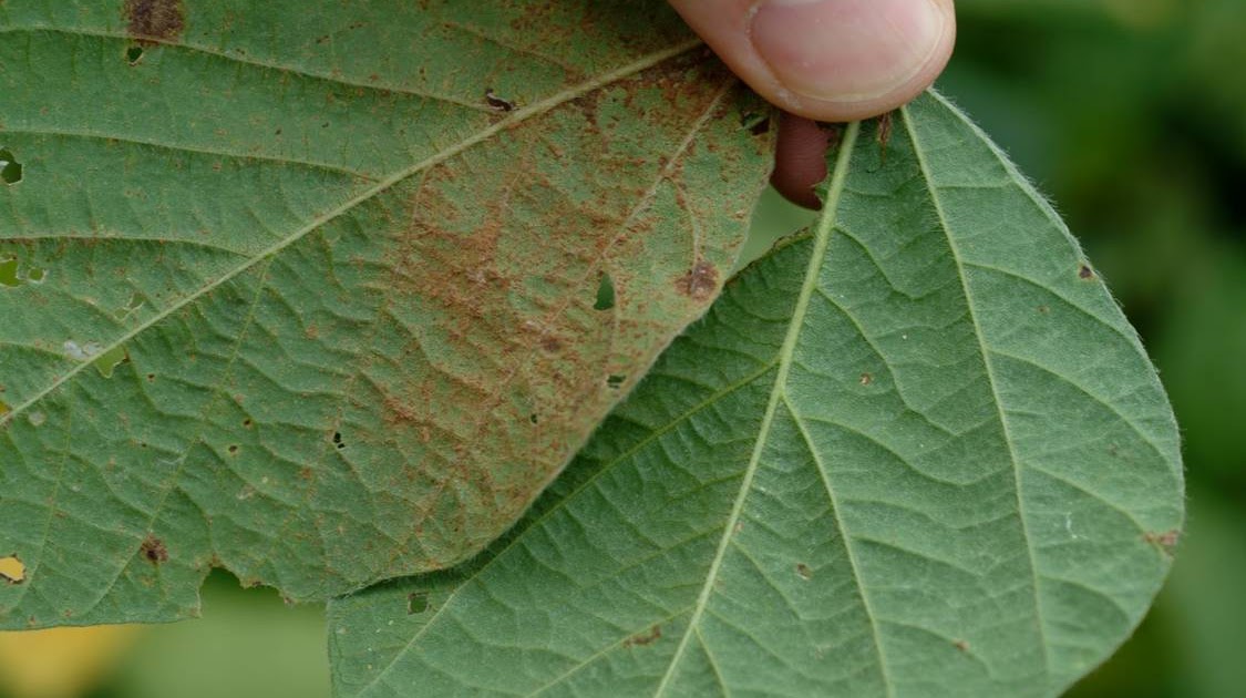 Stress tolerant plants: soybean-rust important disease in USA