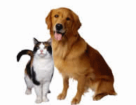 animales: Animales domésticos