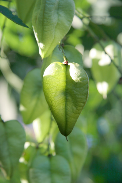 Nessy Designs: More Tree Pods!