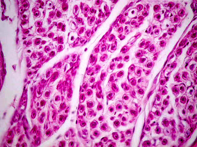 HISTOLOGIA SISTEMA NERVIOSO: Histologia Médula Espinal