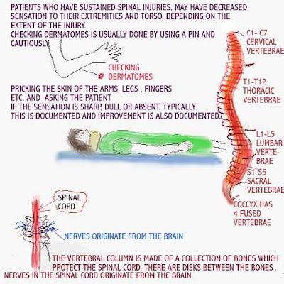 Dear Nurses: DERMATOMES IN SPINAL INJURY
