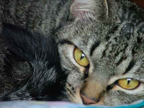 Curiosidades Felinas: 01/09/10 - 01/10/10